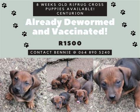 Ridgeback Cross In Centurion Dog Breeders 178913