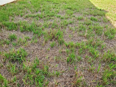 Bermuda Thin Areas Lawn Care Forum