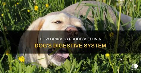 How Grass Is Processed In A Dogs Digestive System Petshun