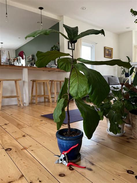 Pruning A Fiddle Leaf Fig Rhouseplants