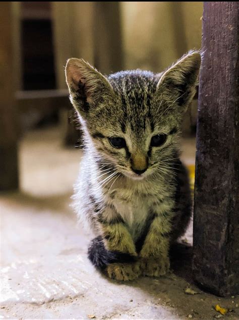 First Pic Of This Cutie Cat In 2020 R Cat