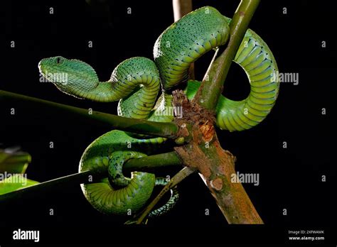 West African Tree Viper Atheris Chlorechis Portrait Togo Controlled