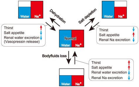 Understanding Of Thirst In Medical Science Pmc