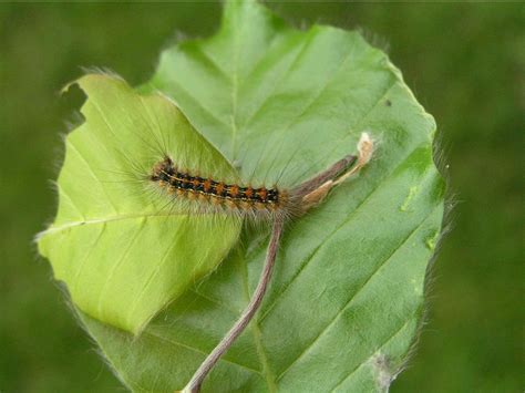 De Vlinderstichting Vlinder Plakker Lymantria Dispar Fotos Rups