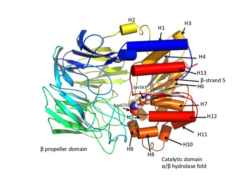Pymol Rendering Of The I Tasser Human Acylamino Acid Releasing Enzyme