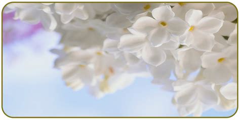 ПОЭМА ВЕСНЫ ЧУДЕСНЫЕ СТИХИ НИКОЛАЯ ЗАБОЛОЦКОГО Lorena Larus — Livejournal