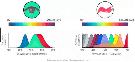 Sensitivity Of Human Eye Pixelsham