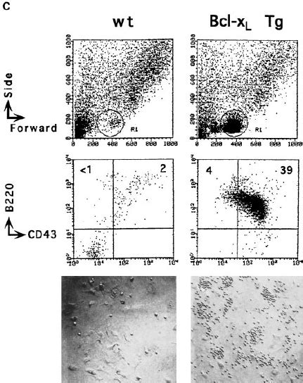 Expansion Of Long Lived B220 ϩ Cd43 ϩ Pro B Cells In Bcl Download Scientific Diagram