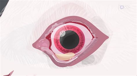 Nictitating Membrane