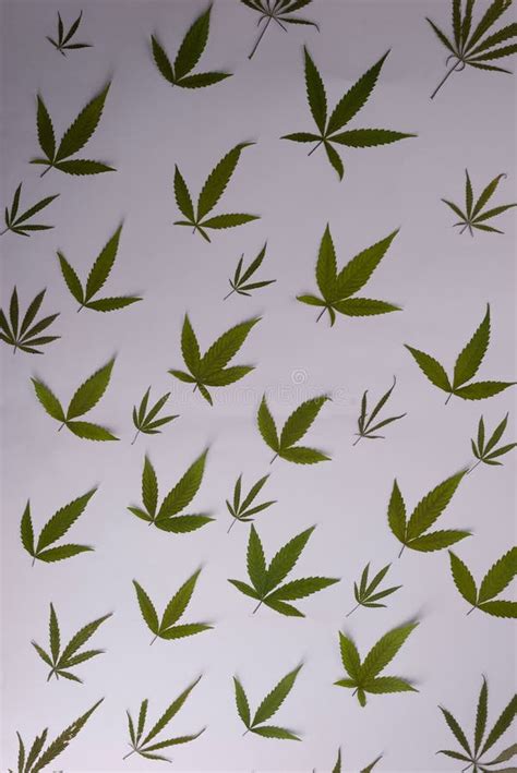 Cannabis Leaf Pattern On White Background Texture Stock Image Image Of Cannabis Isolated