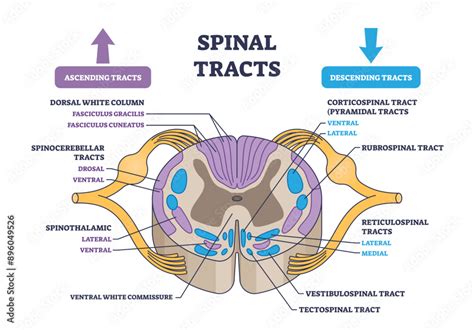 Spinal Tracts With Medical Ascending And Descending Parts Outline
