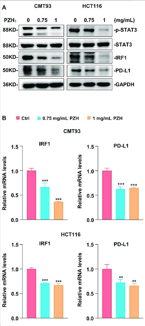 Pzh Suppressed The Basal Stat3 Irf1 Signaling To Downregulate Pd L1