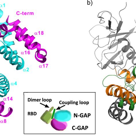 Structure Of The Intracellular Region Of Plexin B1 And Its Comparison Download Scientific