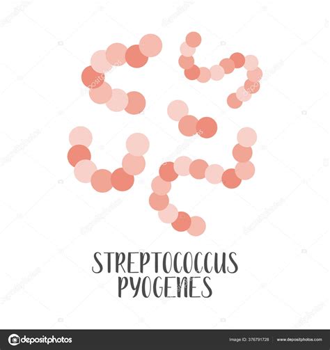 Streptococcus Pyogenes Pathogen Spherical Gram Positive Bacteria Morphology Microbiology Vector