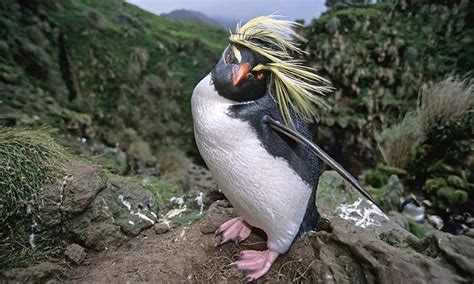 A List Of Penguins With Yellow Hair And How Do You Classify Them