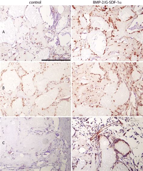 Expression Of Bmp 2 In Msc Seeded Constructs Bmp 2 Download