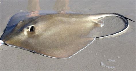 Skate Vs Stingray Main Differences Ocean Info