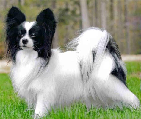 Continental Toy Spaniel Characteristics And Character Dogs Breeds