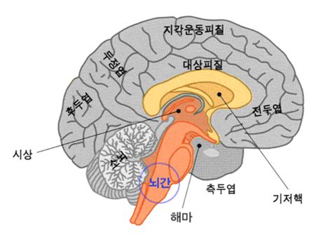 신생아 반사작용 네이버 블로그