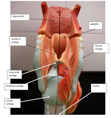 Thyroid Cartilage Model