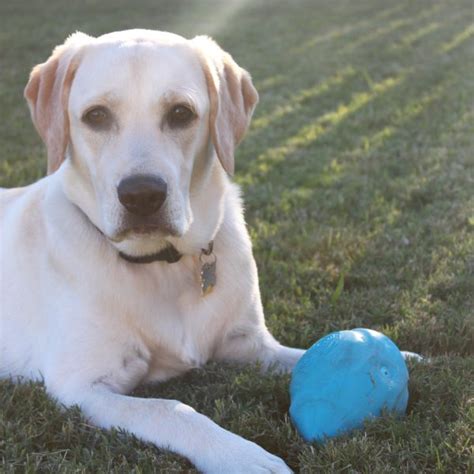 Chassis Contest Entry 38744 Modern Dog Magazine