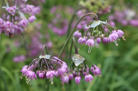 Allium Cernuum Ballyrobert Gardens
