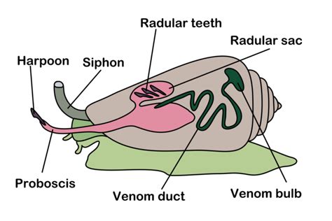 10 Facts About Cone Snails That Will Shock You Factopolis