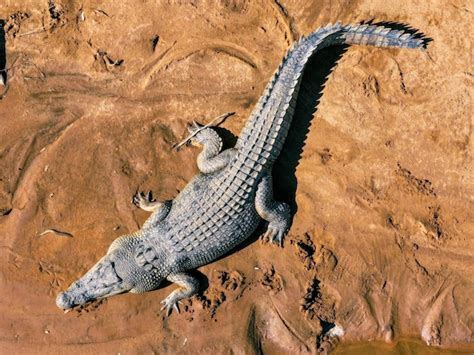 Premium Photo Nile Croc Chronicles Ancient Predators Along The Riverbanks
