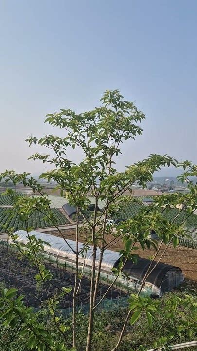 오늘 날씨도 역시 맑음 Youtube