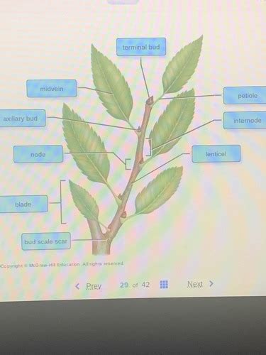 Botany Flashcards Quizlet