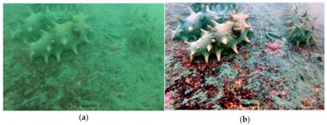 Applied Sciences Free Full Text Underwater Sea Cucumber Identification Based On Improved Yolov5