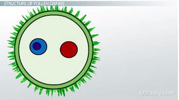 Pollen Grain Definition Features Function Lesson Study Com