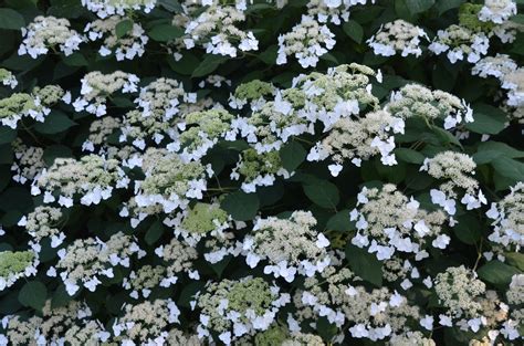 Hydrangea Arborescens Species Complex Cultivars Am Trees And Shrubs