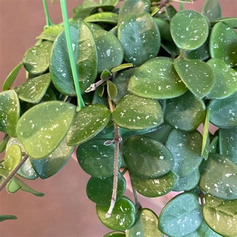 Hoya Mathilde Grow Urban Edinburgh