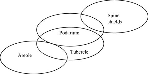 A Hypothetical Semantic Relations Between Podarium And Related Terms