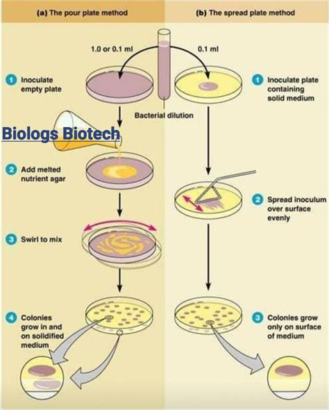 Pour Plate Method Principle Procedure Uses And Dis 50 Off