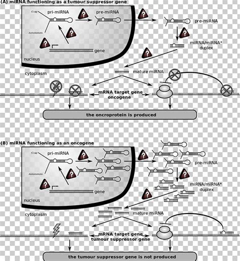 Microrna Non Coding Rna Gene Expression Png Clipart Angle Area Auto Part Miscellaneous