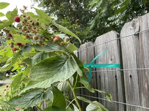How To Turn A Regular Fence Into A Trellis Whitney Anderson Gardening How To Turn A Regular Fence Into A Trellis Whitney Anderson Gardening