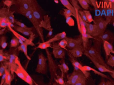 心血管系统细胞模型 南京卡斯莫生物科技有限公司