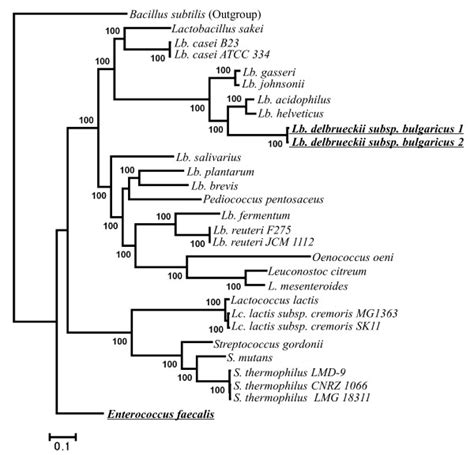 Tree Topologies Inferred From 15 Transcription Genes Using Ml Analyses