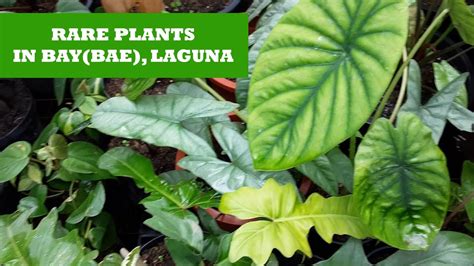 Tea Garden Laguna Blvd At Minnie Steadman Blog