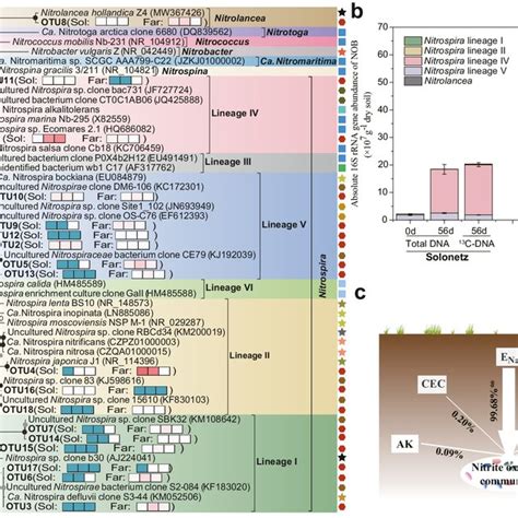 Population Dynamics Of Active Nob In Solonetz And Farmland Soils The