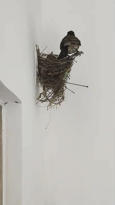 කුරුළු අම්මා 💫 Youtube