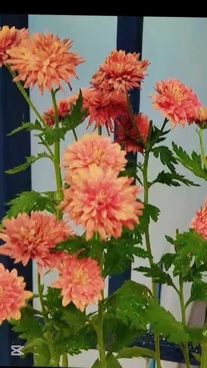 මගේ කපුරු පැලේ මල් ගොඩක් පිපිලා Flowers Flowerslovers🌸🌸🤗 Youtube