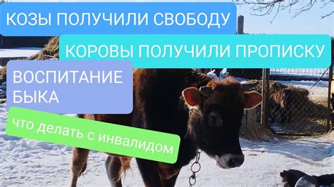 Все в одном ролике Youtube