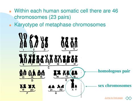 Chromosomes And Genes Ppt Download