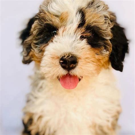 Mini Bernedoodle Puppies For Adoption