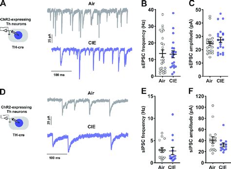 Cie Withdrawal Does Not Affect Spontaneous Synaptic Transmission In Download Scientific Diagram