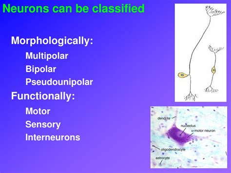 Ppt Histology Of The Nervous System Powerpoint Presentation Free Download Id 1461619