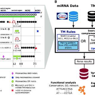 General Computational Workflow And Rules For Tms Identification A Download Scientific